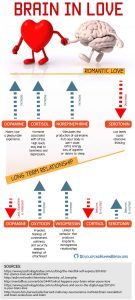 Your Brain Structure – What is the Brain Made Of?