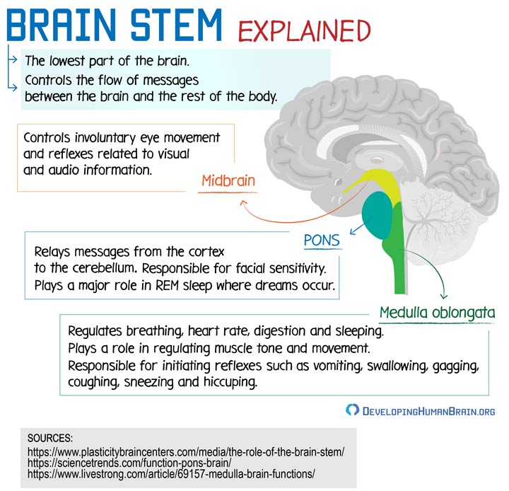 Your Brain Structure What Is The Brain Made Of 