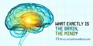 Your Brain Structure – What is the Brain Made Of?