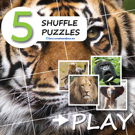 Wild Animals Shuffle Puzzles